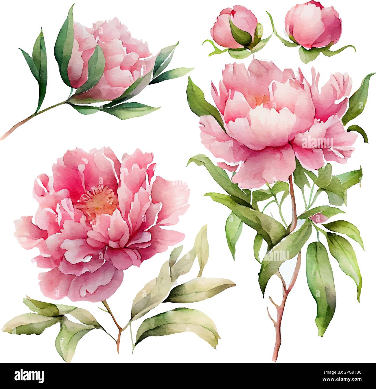 set vector illustration of spring flowers peonies on a white background ...