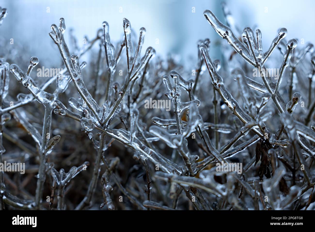 Glaze ice on bush hi-res stock photography and images - Alamy