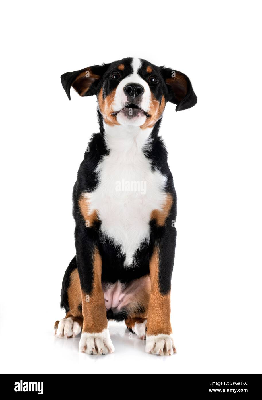 puppy Appenzeller Sennenhund in front of white background Stock Photo ...