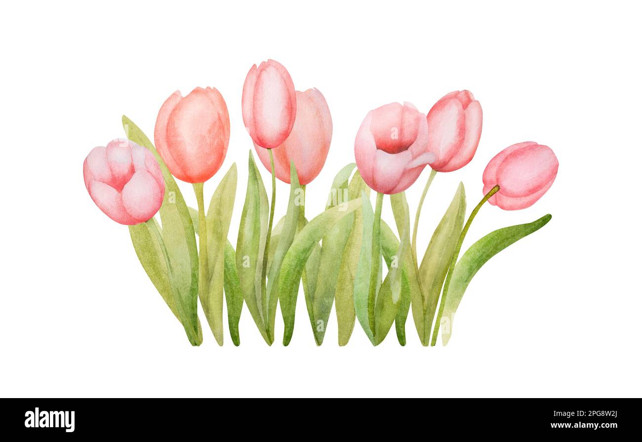Spring flowers watercolor paintings Stock Photo - Alamy