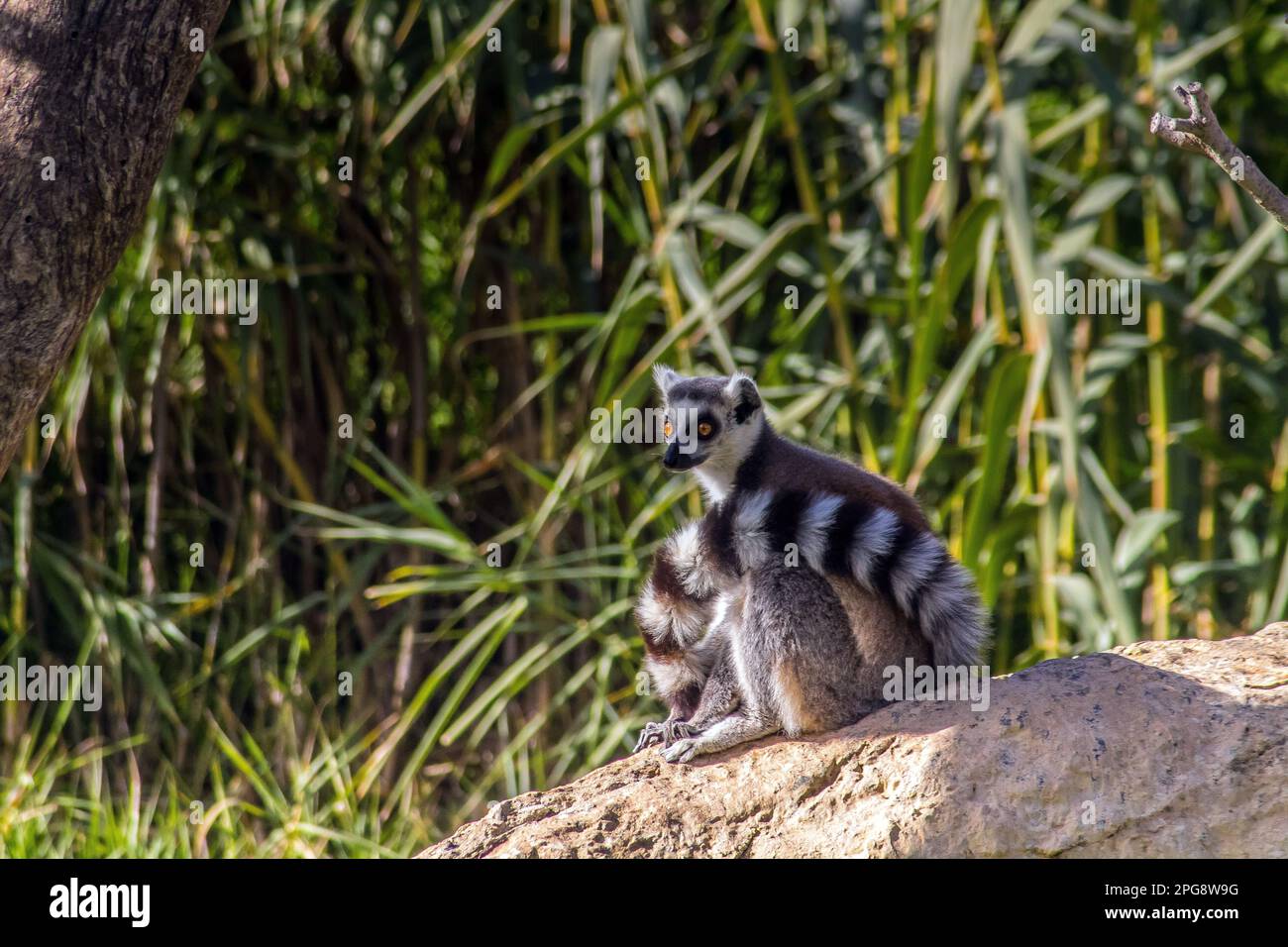 Ring-tailed Lemur with Yellow Eyes Stock Photo - Alamy