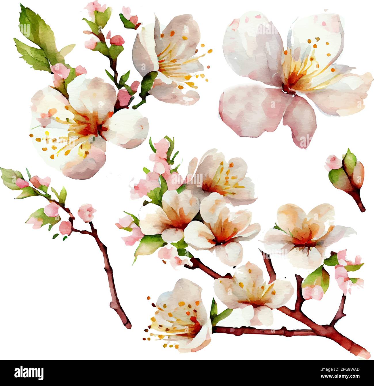 vector illustration of blooming tree with flowers on white background ...