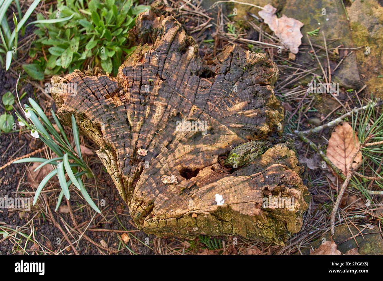 Old and rotting part of tree trunk in moorland smallholding garden ...
