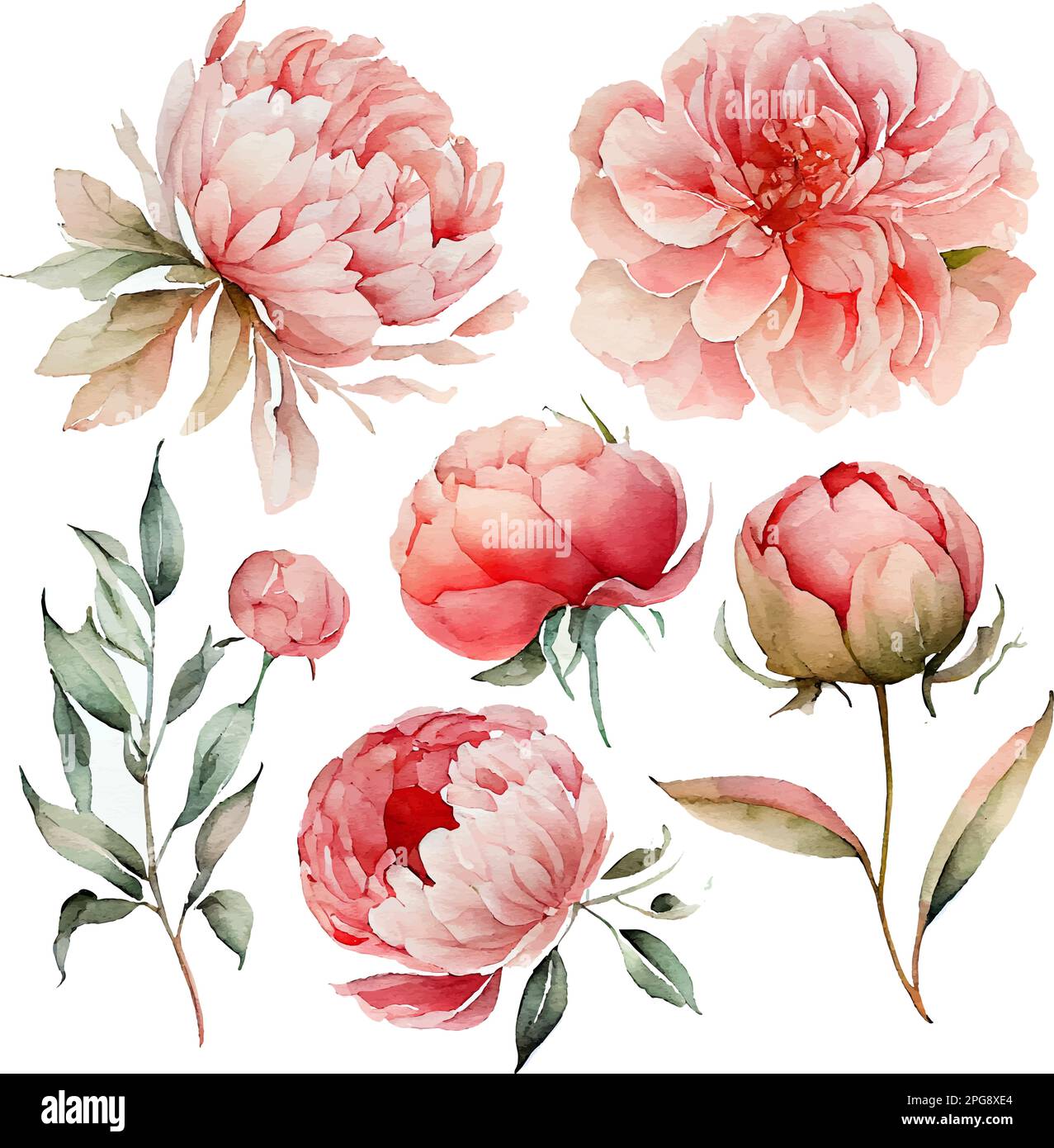 set vector illustration of spring flowers peonies on a white background ...