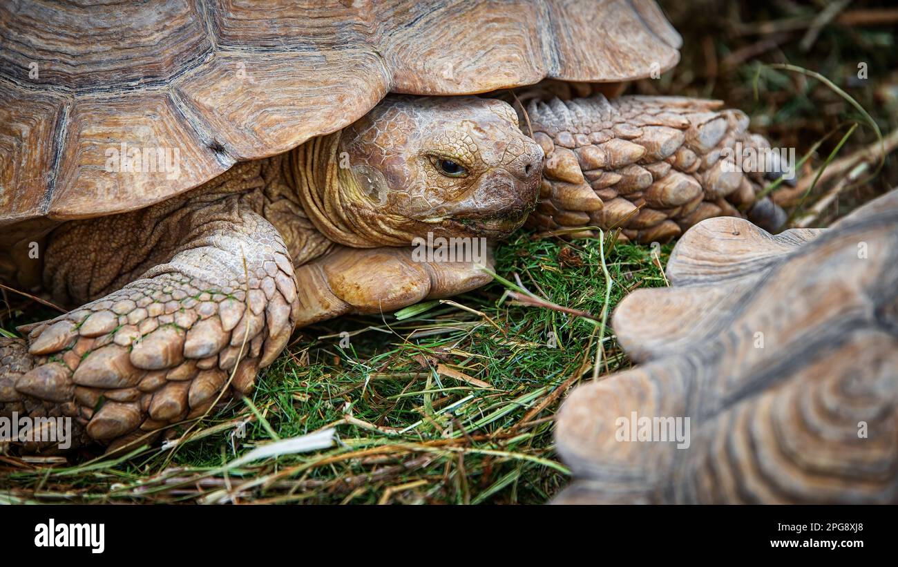 Environment close up hi-res stock photography and images - Alamy