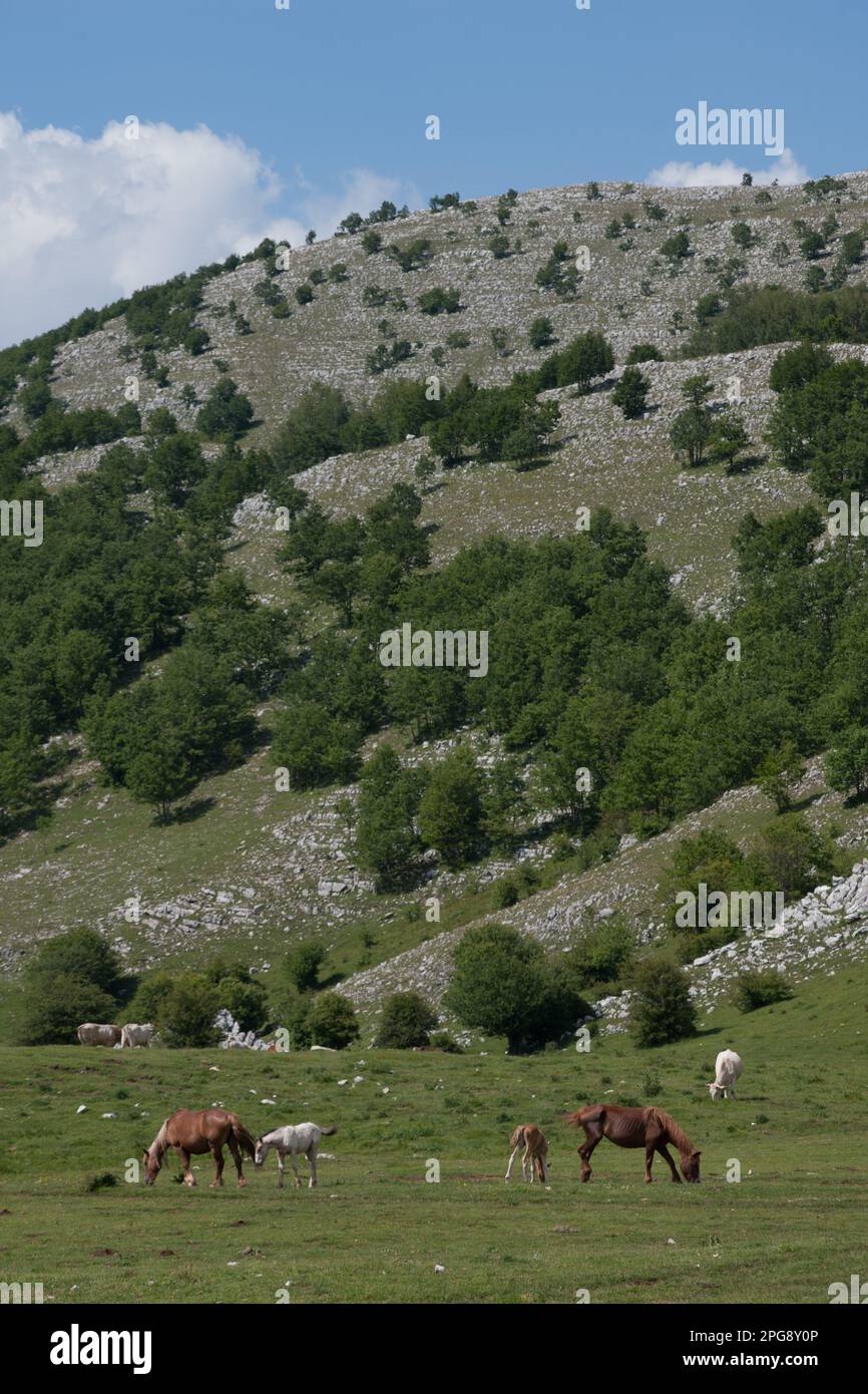 cavalli nella valle delle orchidee, massiccio del monte cervati, parco ...
