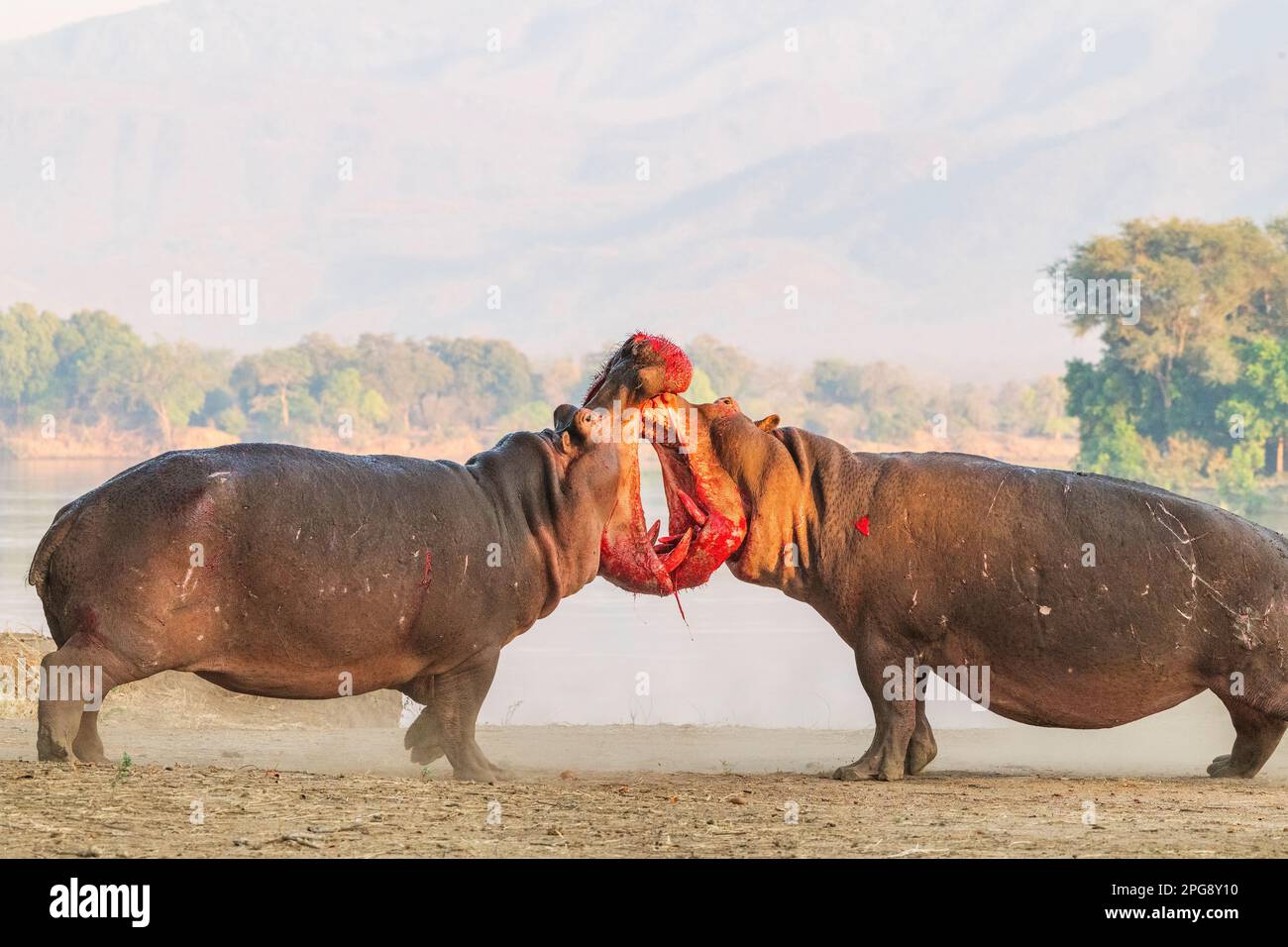 Two large bull Hippopotamus, Hippopotamus amphibius, fight on land in ...