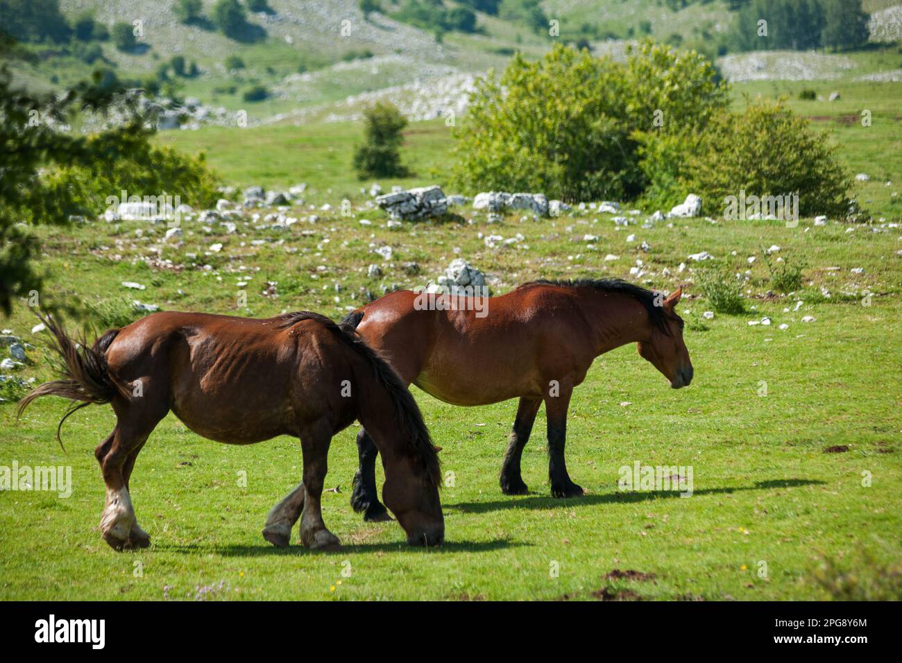 cavalli nella valle delle orchidee, massiccio del monte cervati, parco ...