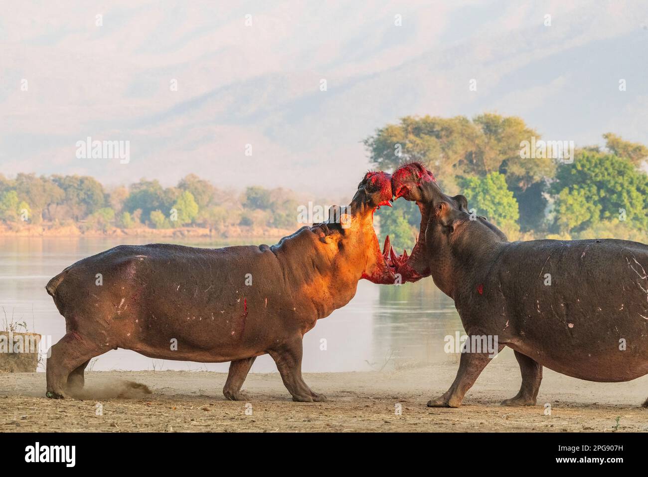 Two large bull Hippopotamus, Hippopotamus amphibius, fight on land in ...