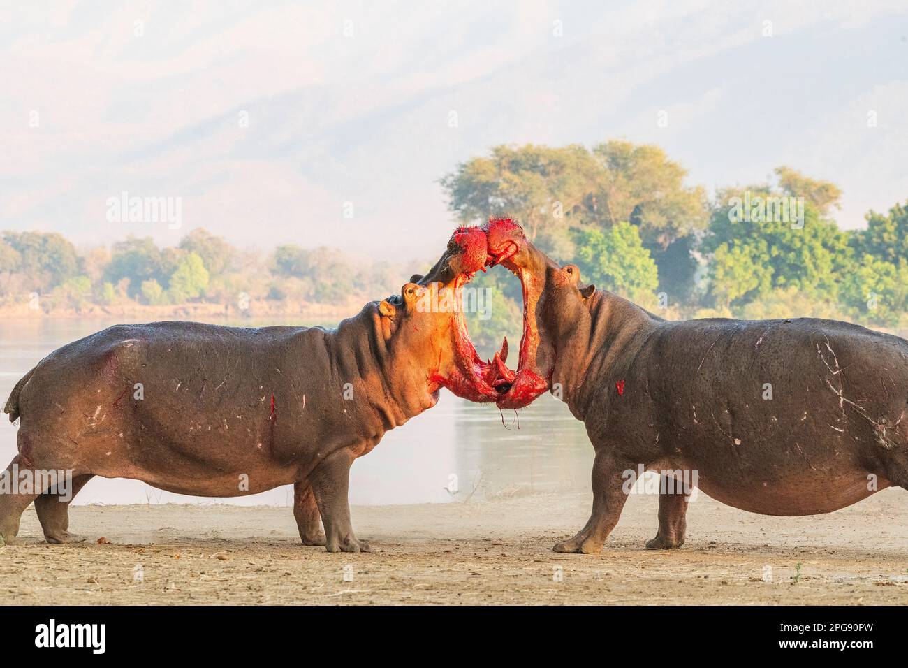 Two large bull Hippopotamus, Hippopotamus amphibius, fight on land in ...