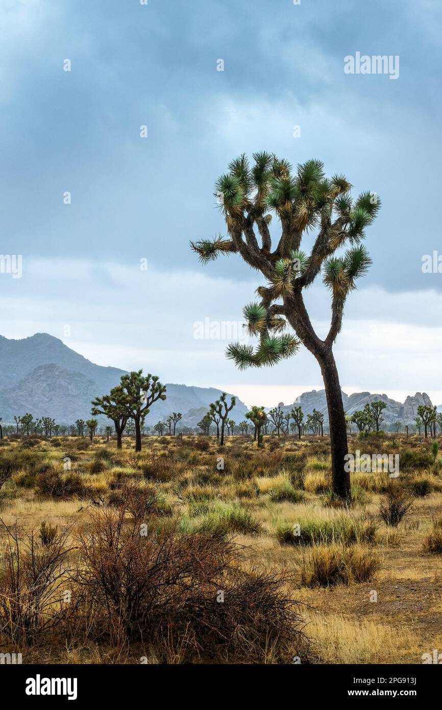 Joshua Tree national park landscape, Dramatic sky with clouds ...