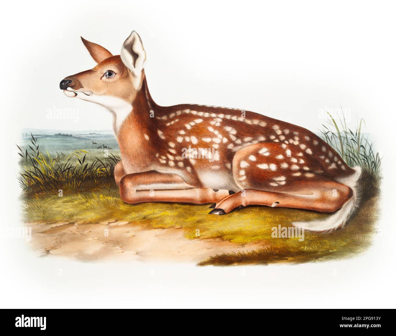 Hand drawn illustration deer hi-res stock photography and images - Alamy