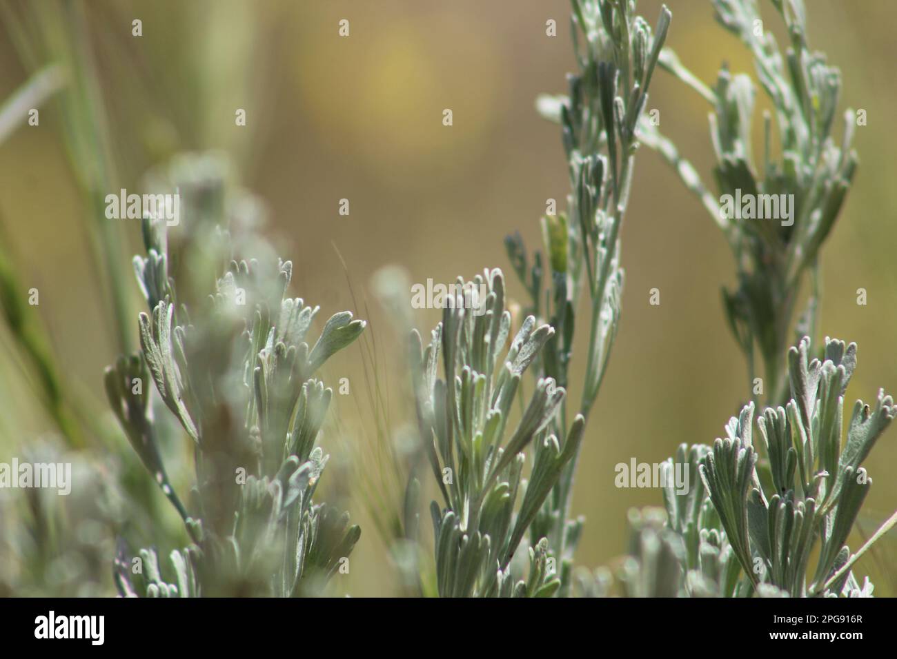 Sagebrush hi-res stock photography and images - Alamy