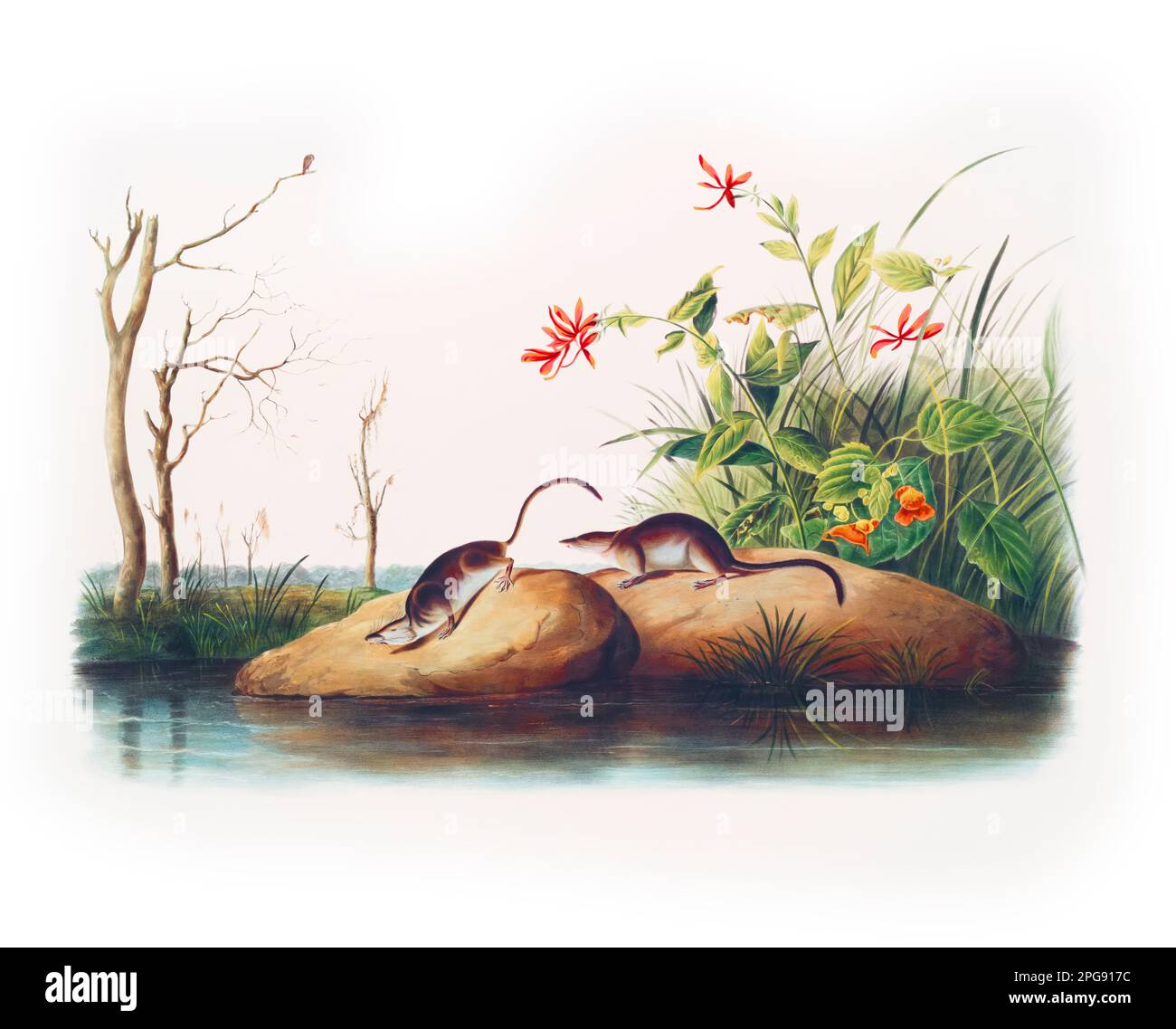 Marsh shrew hi-res stock photography and images - Alamy