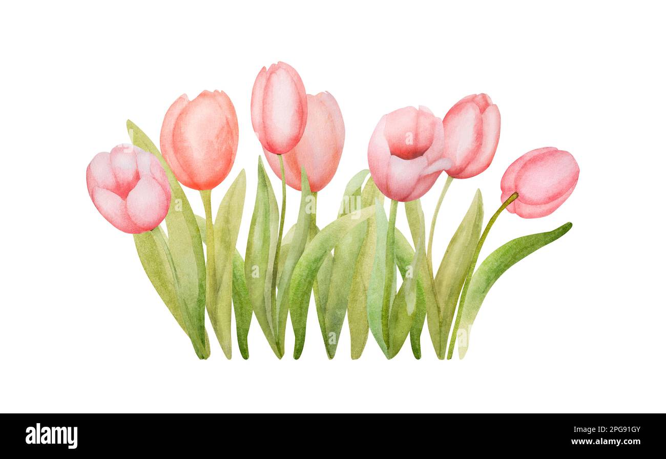 Spring flowers watercolor paintings Stock Photo - Alamy