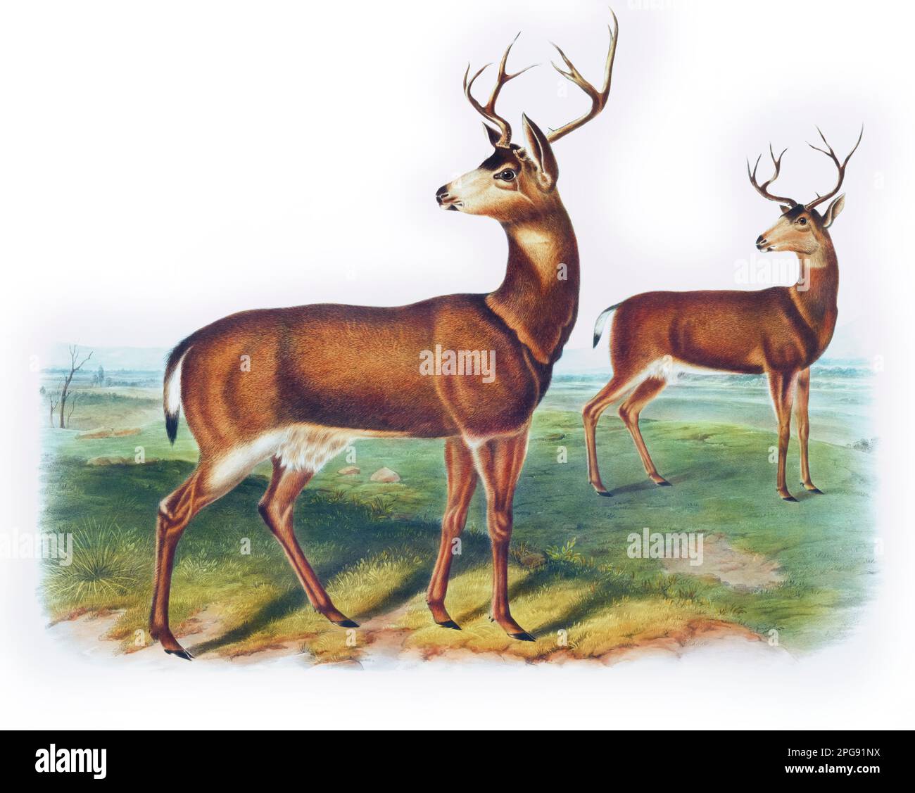 American white tailed deer Cut Out Stock Images & Pictures - Alamy