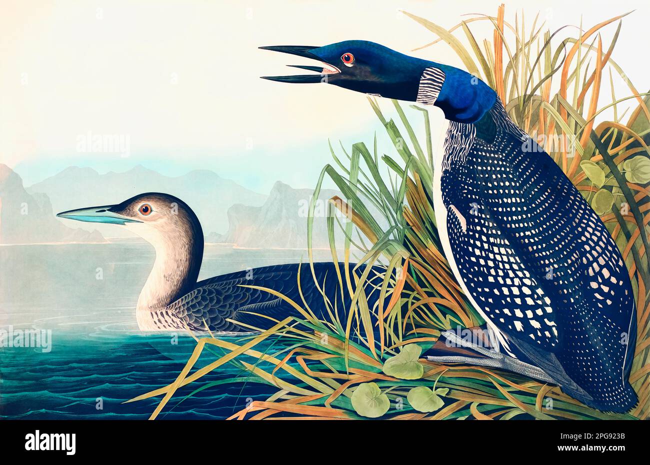 Great Northern Diver or Loon illustration by John James Audubon Stock ...