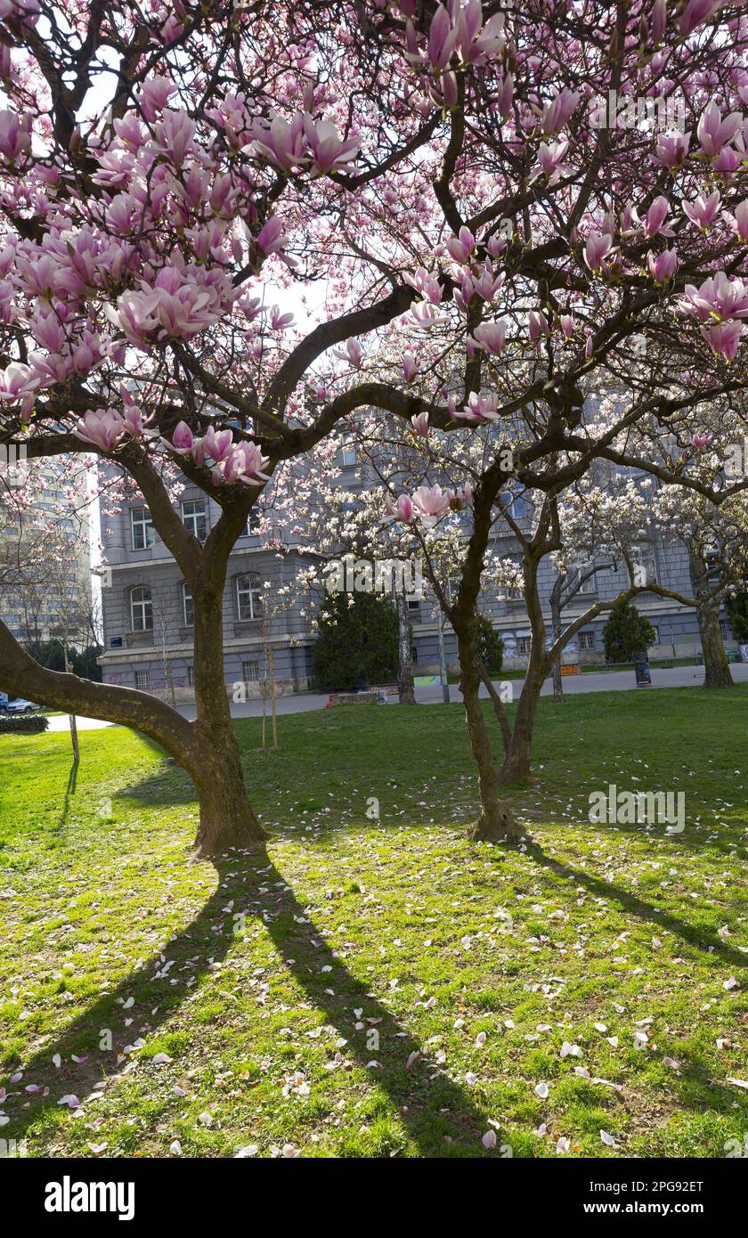 Magnolia in landscape hi-res stock photography and images - Alamy