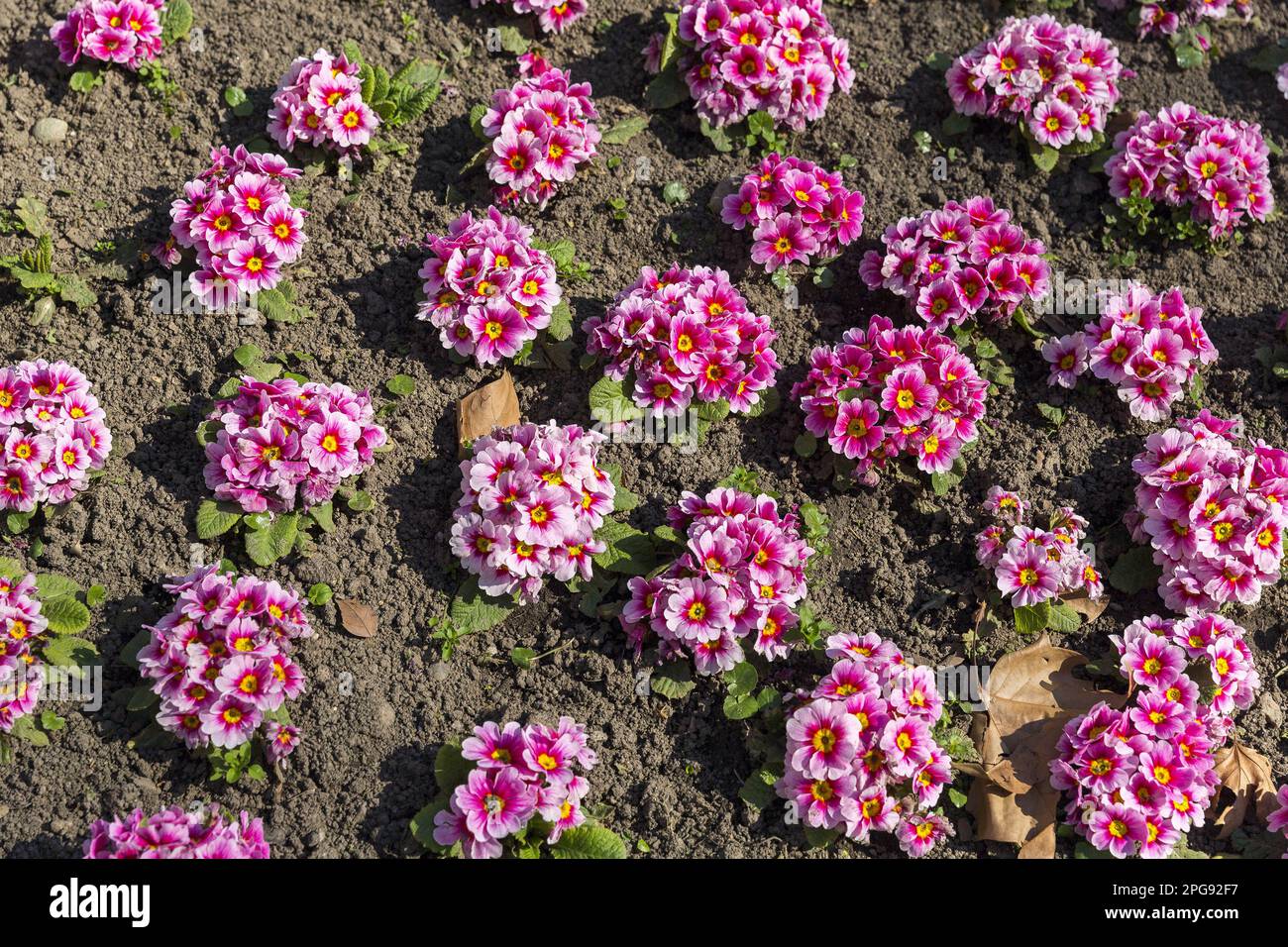 Prim rose hi-res stock photography and images - Alamy