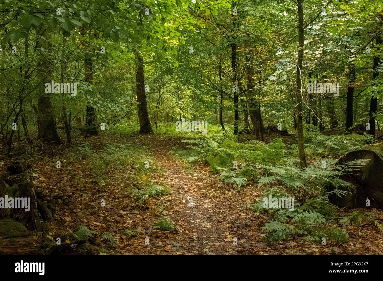 A picturesque path surrounded by lush green foliage and towering trees ...