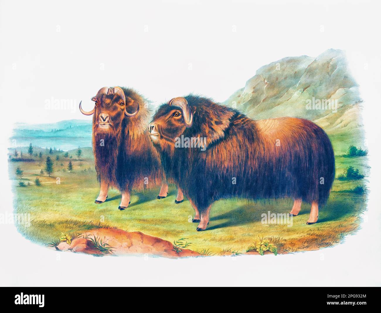 Animal musk hi-res stock photography and images - Alamy