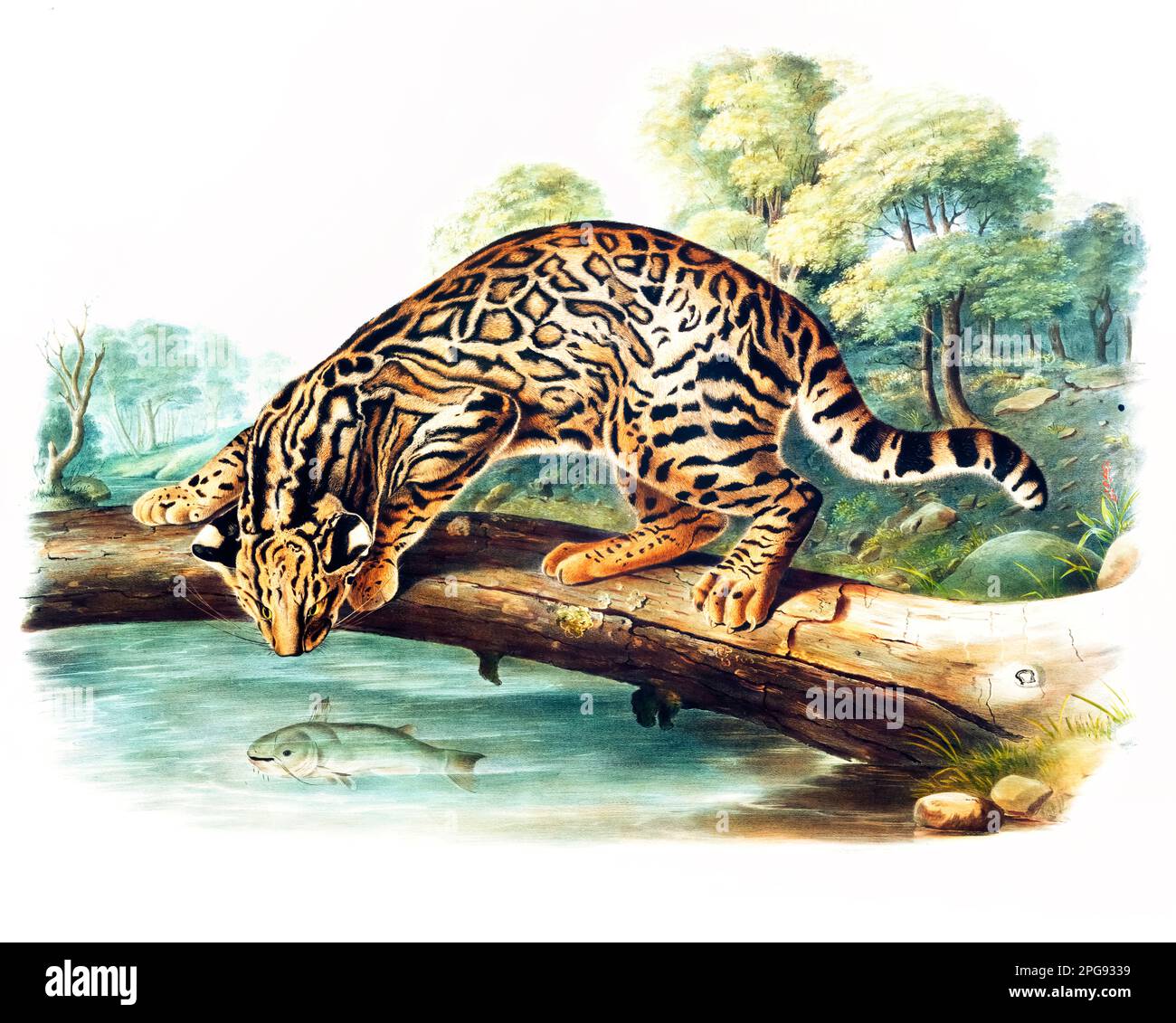 Predator and ocelot Cut Out Stock Images & Pictures - Alamy