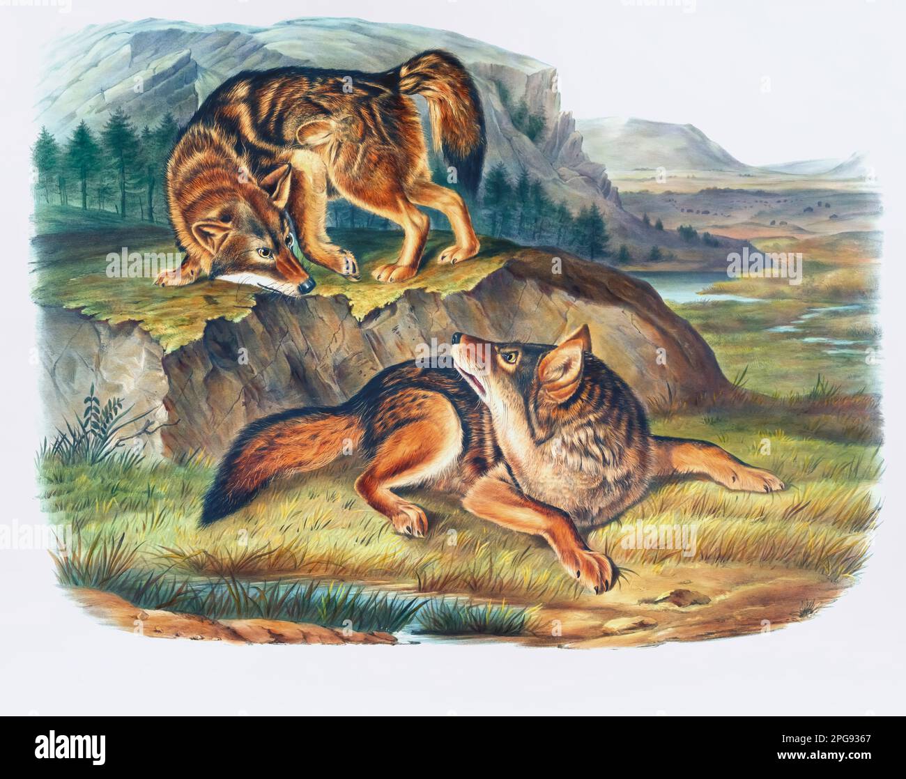 The prairie wolf hi-res stock photography and images - Alamy