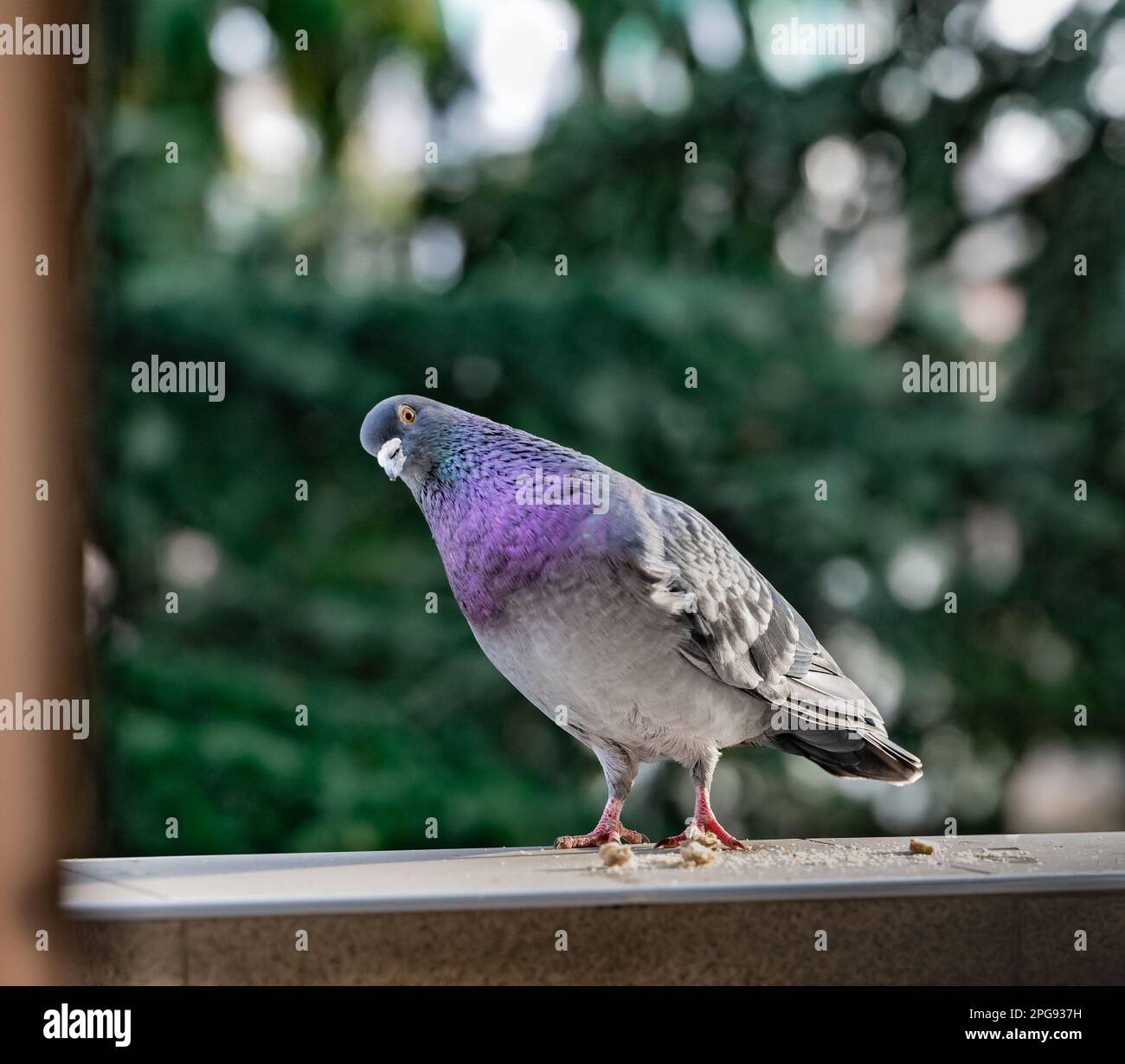 Pigeon looking at the camera Stock Photo - Alamy