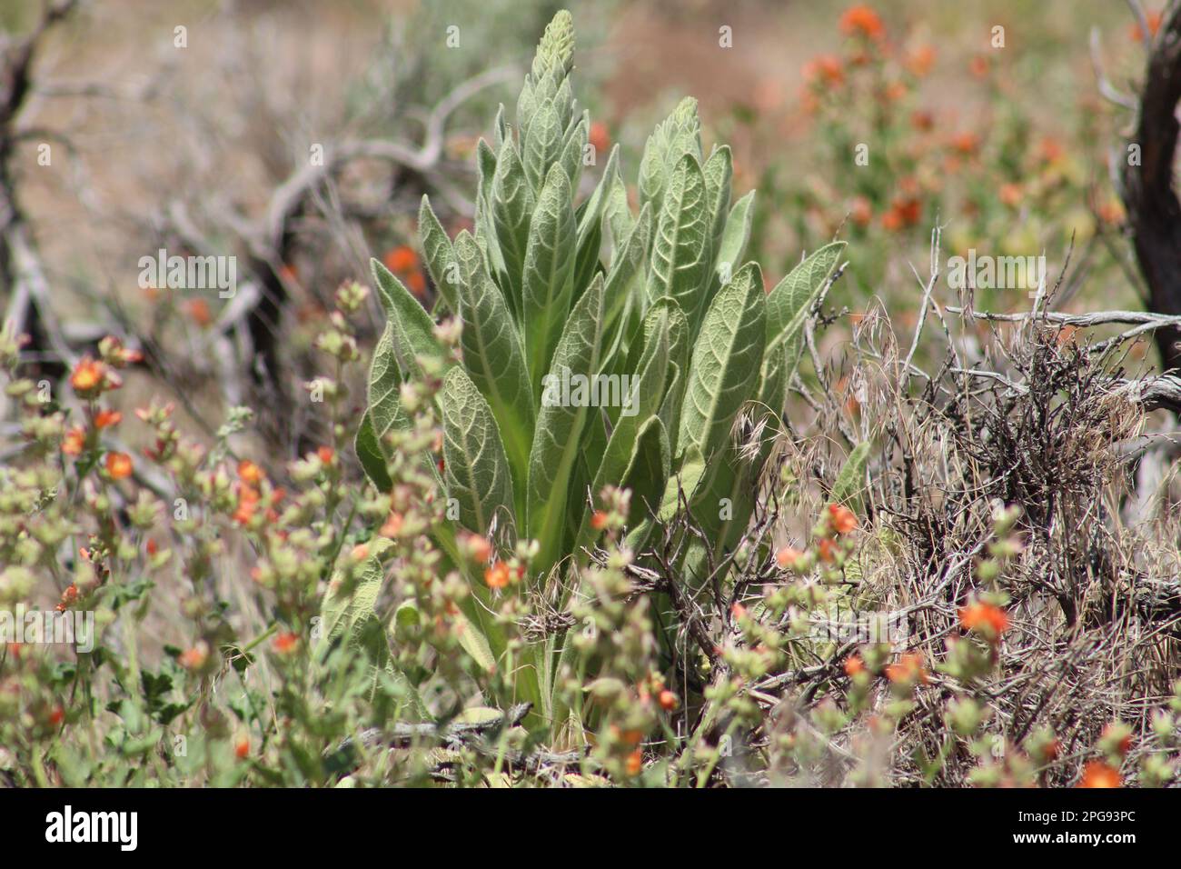 The leaves of a Whitehead mule ear plant before the flower blooms in ...
