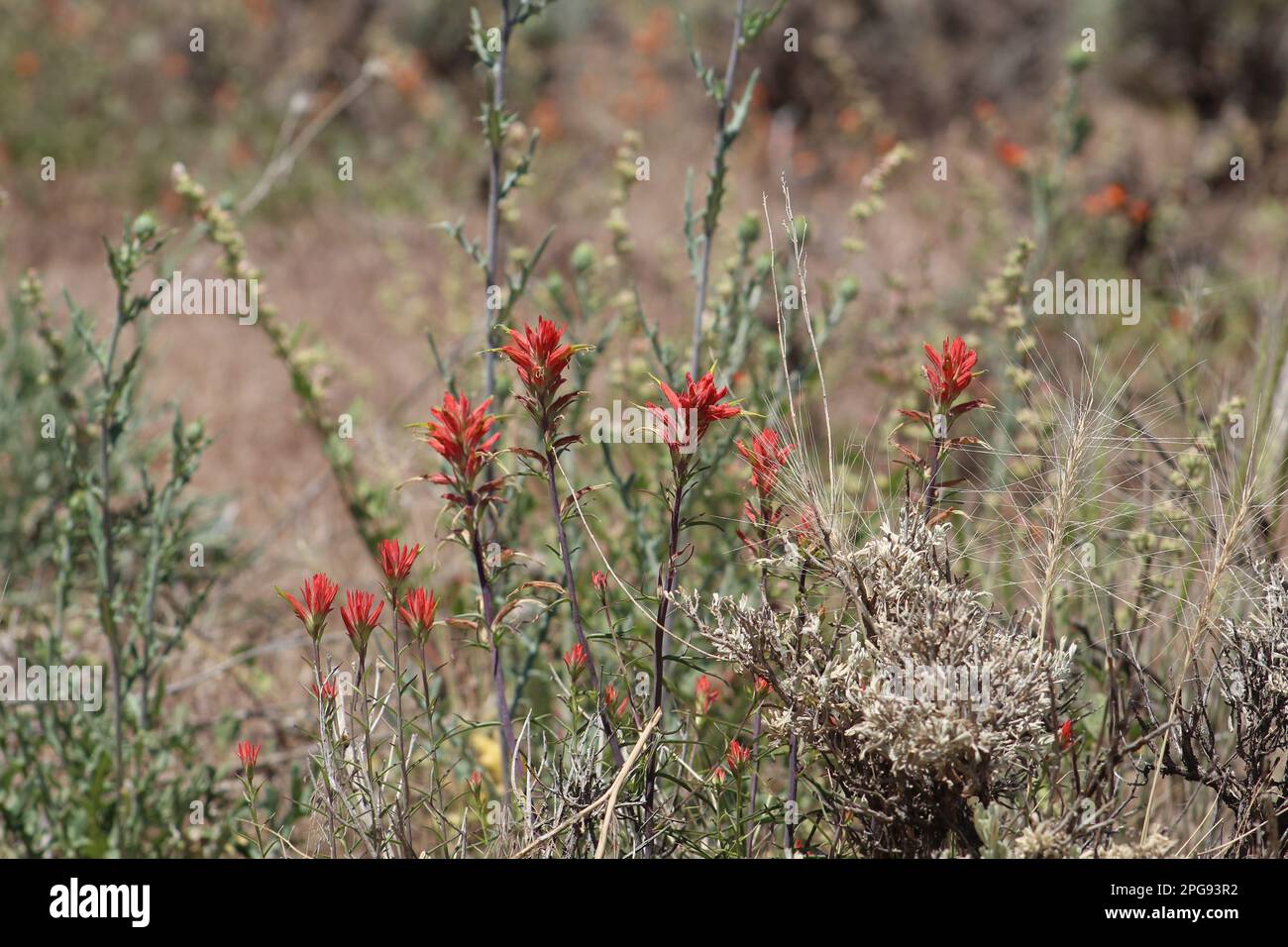 American southwest castilleja linariifolia hi-res stock photography and ...