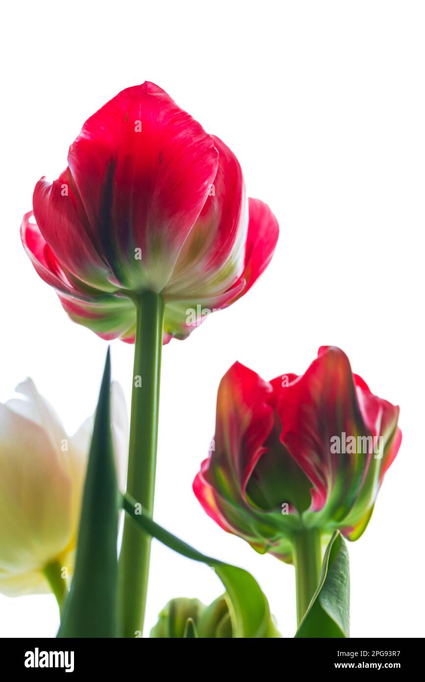Tulip flowers isolated on white background, close-up vertical photo ...