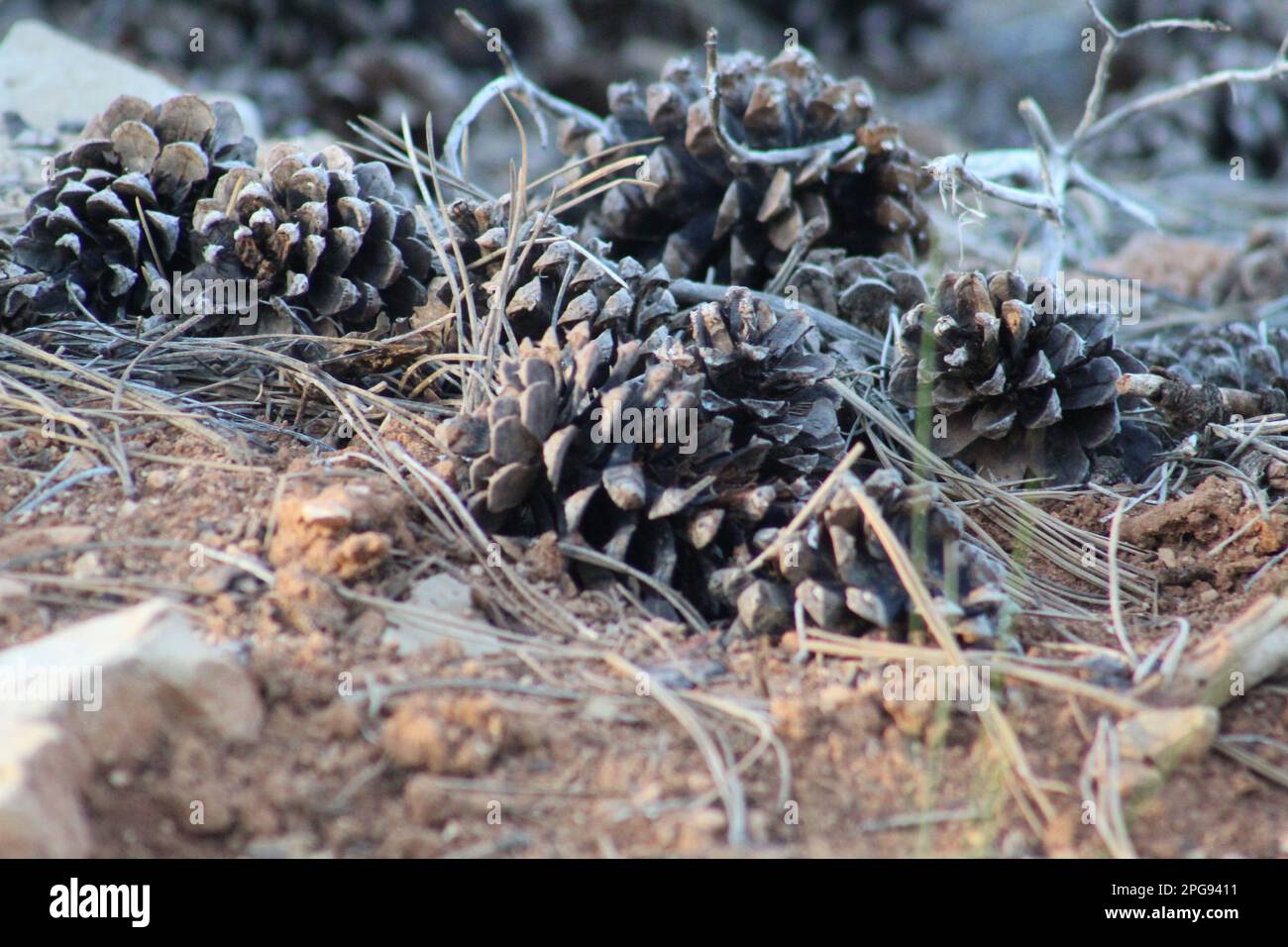 American desert pinecone hi-res stock photography and images - Alamy