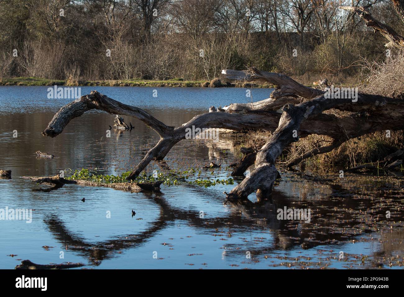 Tree Reflections on the Pasture Lake Stock Photo - Alamy