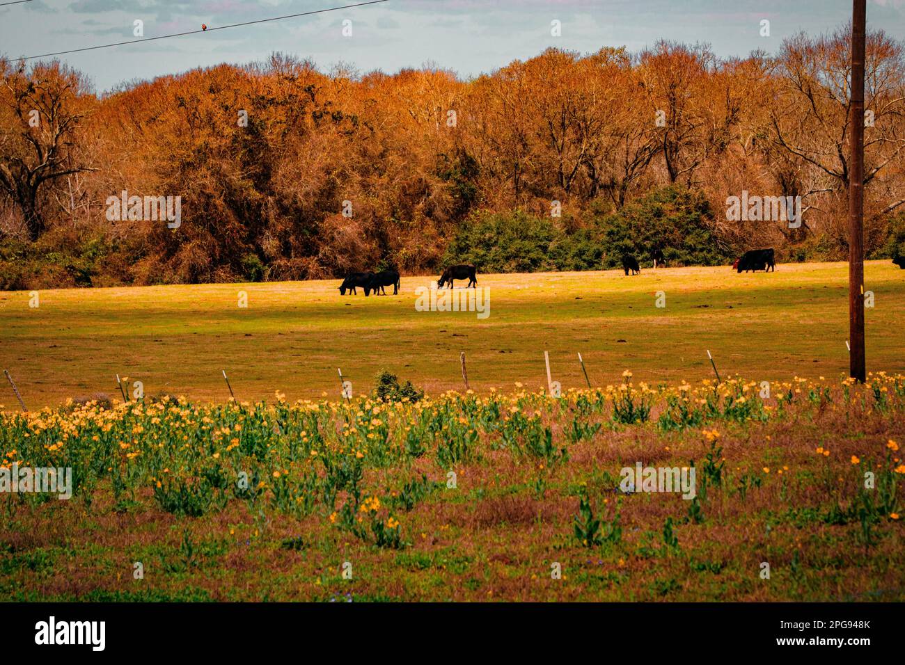 Herd beef cattle on ranch hi-res stock photography and images - Alamy