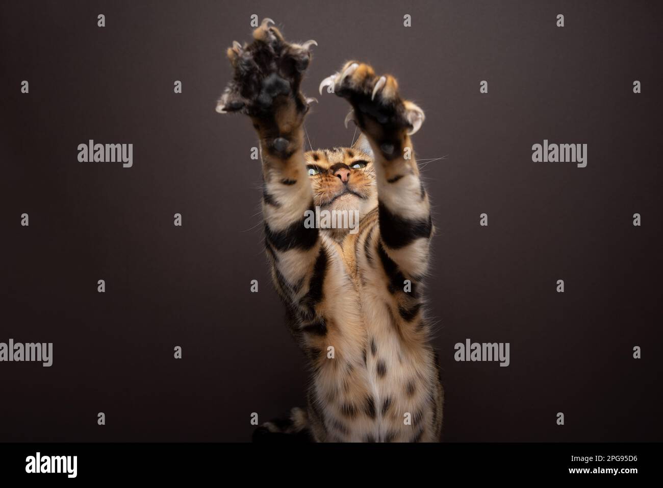 Bengal Cat playing reaching up, raising both paws with extended claws ...