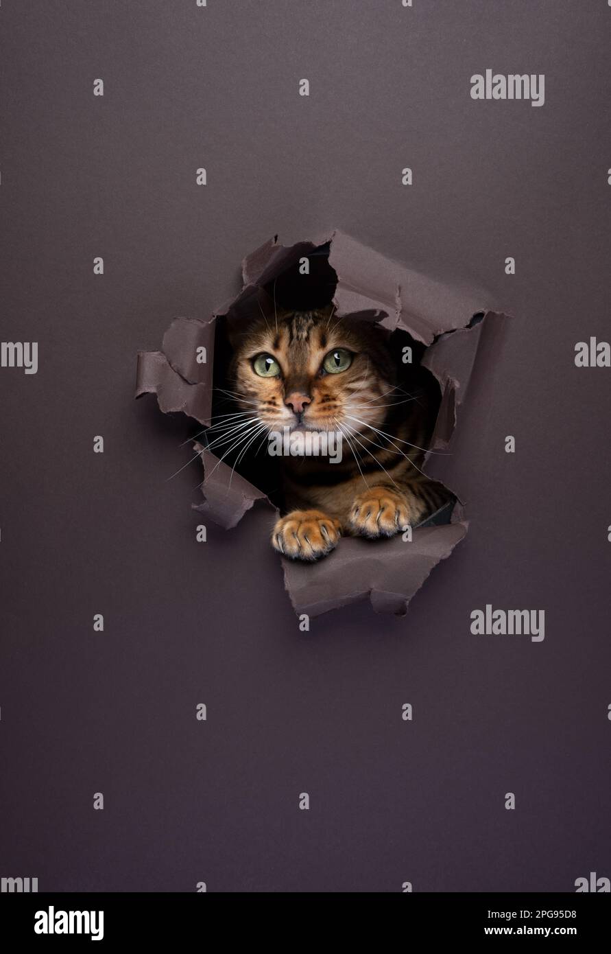 Curious Bengal cat looking through hole in torn paper. brown background ...
