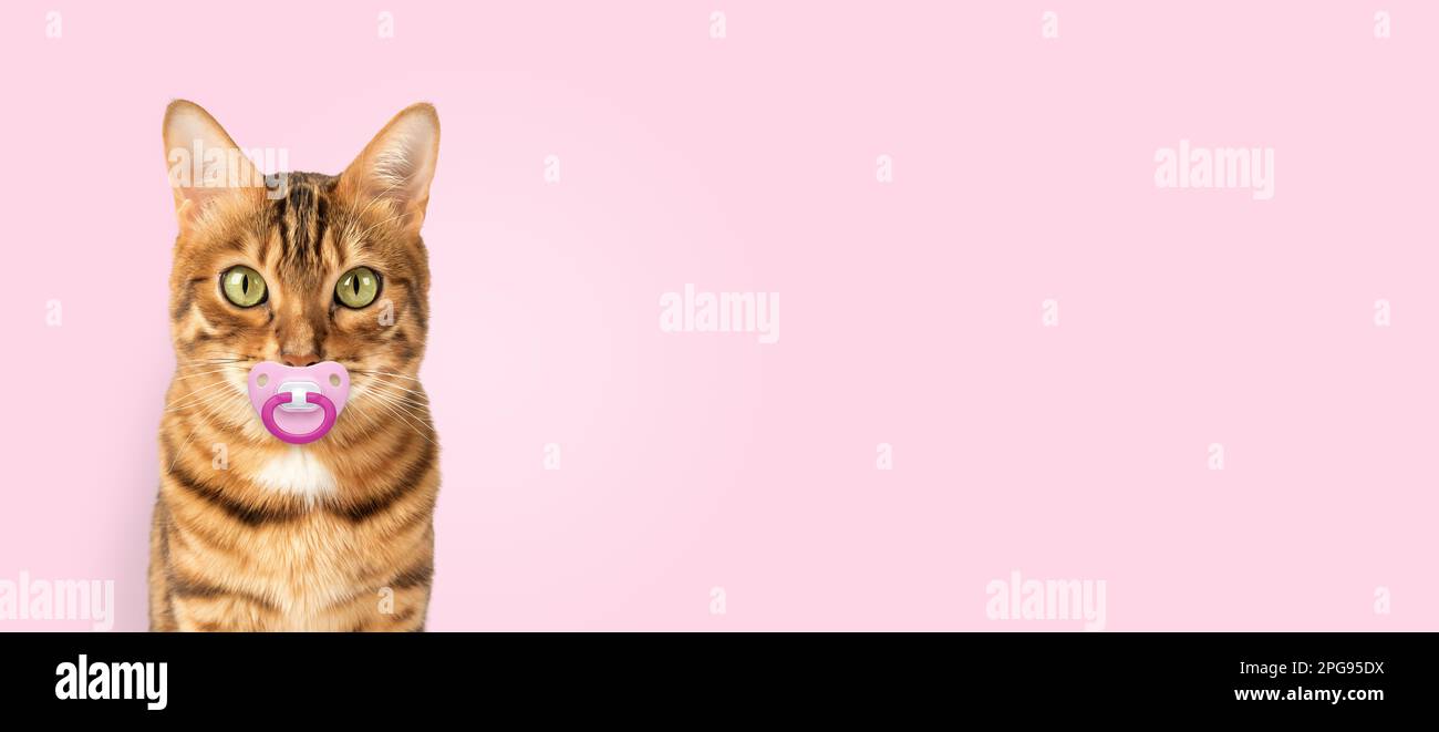 Bengal cat with a pacifier on a pink background. Copy space Stock Photo ...