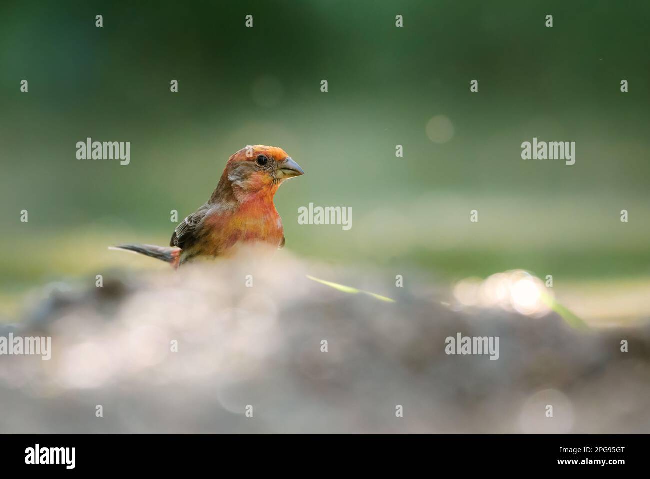 GUADALAJARA, JALISCO / MEXICO - MARCH 17, 2021. A male house finch ...