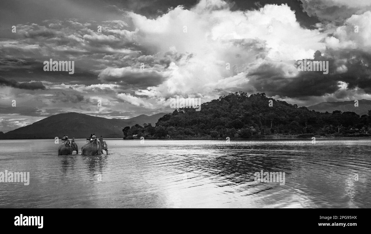 Vietnamese domestic tourists ride on the back of three elephants in a ...