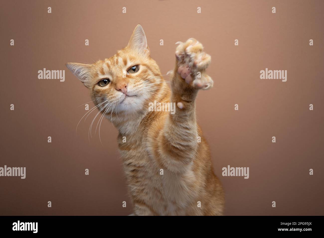 Tabby ginger cat, raising its paw with extended claws, reaching at ...