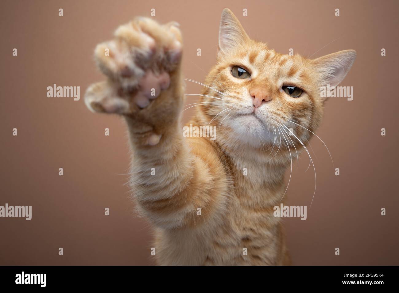 Tabby ginger cat, raising its paw with extended claws, reaching at ...