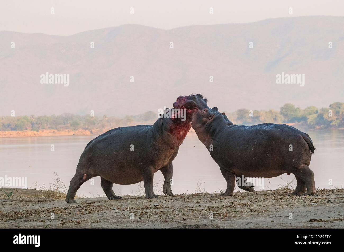 Two large bull Hippopotamus, Hippopotamus amphibius, fight on land in ...