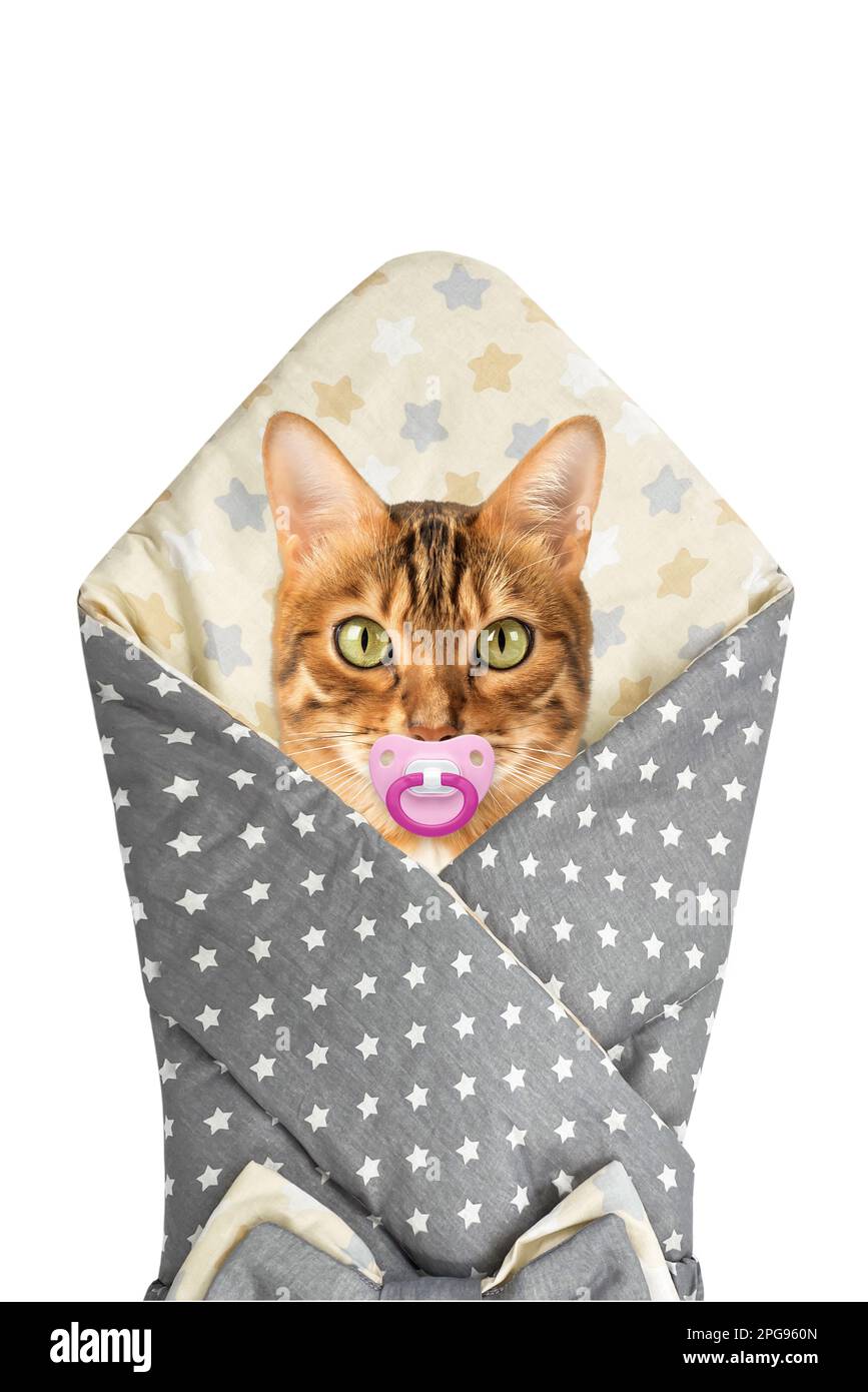 Funny red cat with a pacifier wrapped like babies on a white background ...
