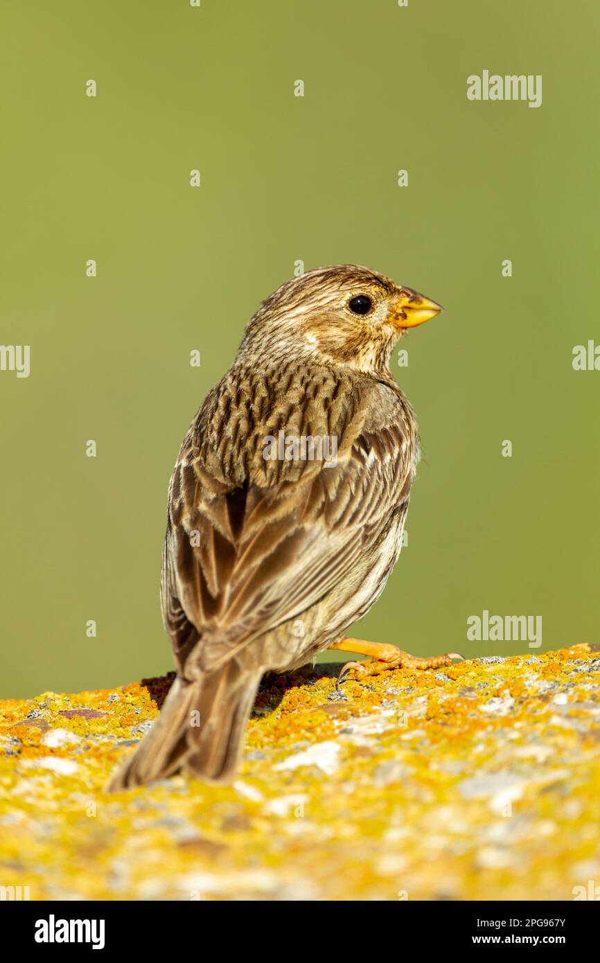 Corn bunting (Emberiza calandra) standing on a lichen covered boulder ...
