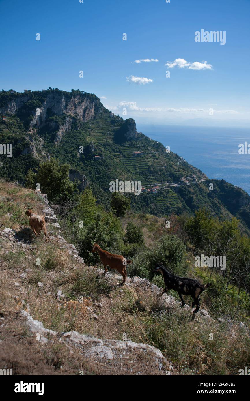 capre al pascolo lungo il sentiero degli dei, costa amalfitana,penisola ...