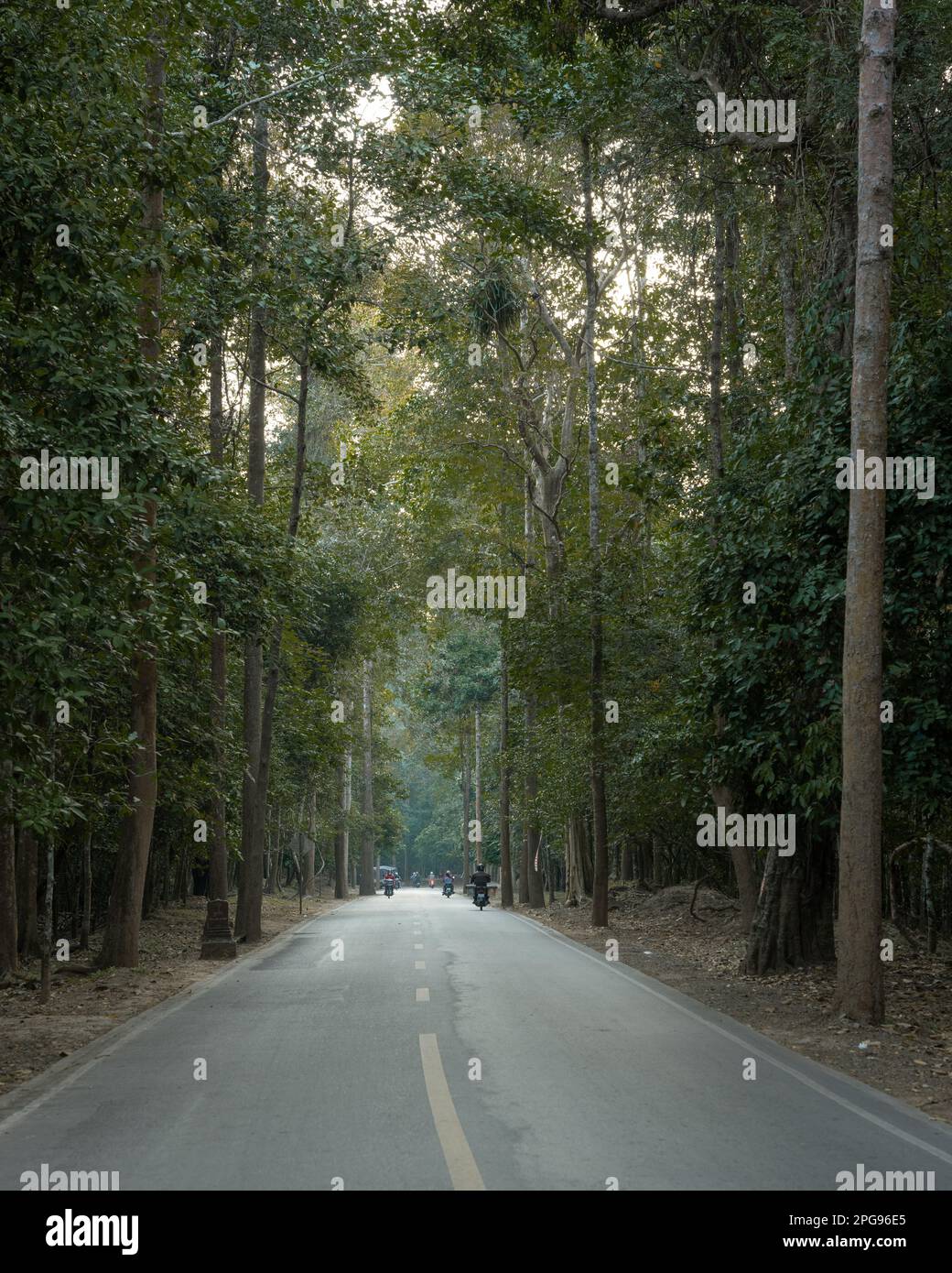 Remote forest road hi-res stock photography and images - Alamy