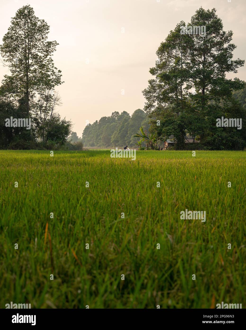 Rice field siem reap hi-res stock photography and images - Alamy