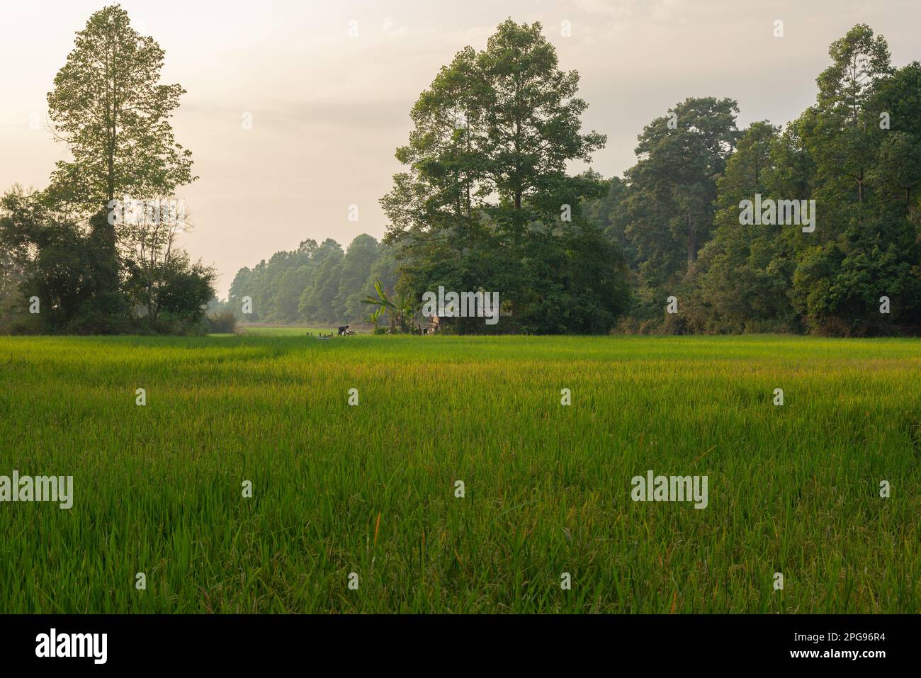 Rice field siem reap hi-res stock photography and images - Alamy