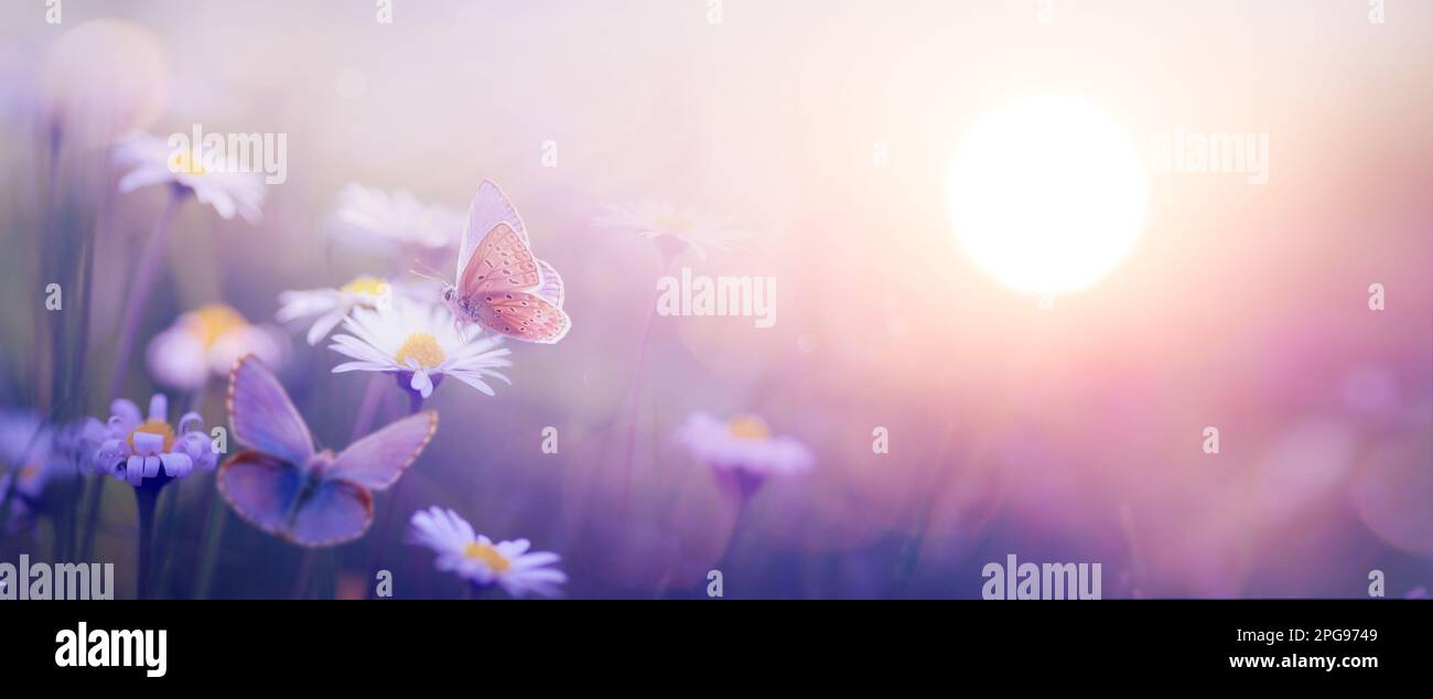 Nature with Beautiful butterfly and blooming spring wildflowers against ...