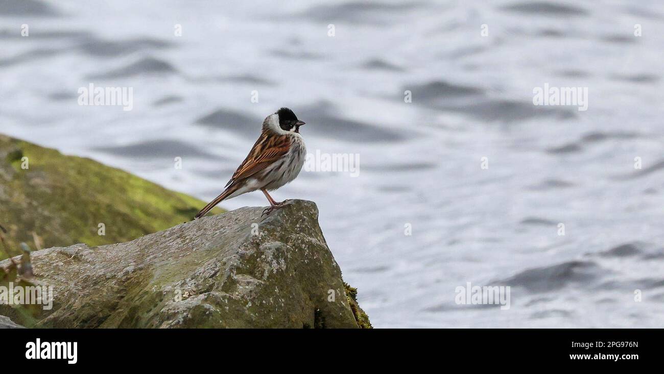 Reed bunting 2023 hi-res stock photography and images - Alamy